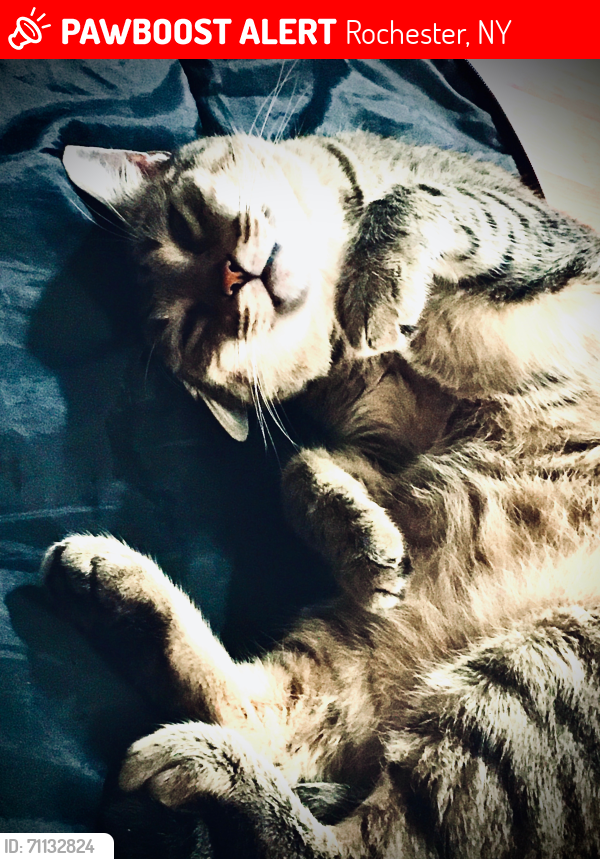 Rochester, NY Lost Male Cat, Logan Is Missing | PawBoost
