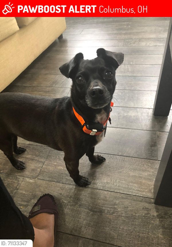 Columbus, OH Lost Male Dog, Oreo Is Missing | PawBoost
