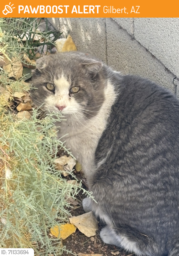 Gilbert, AZ Stray Cat Found Near Nielson and Orchid | PawBoost