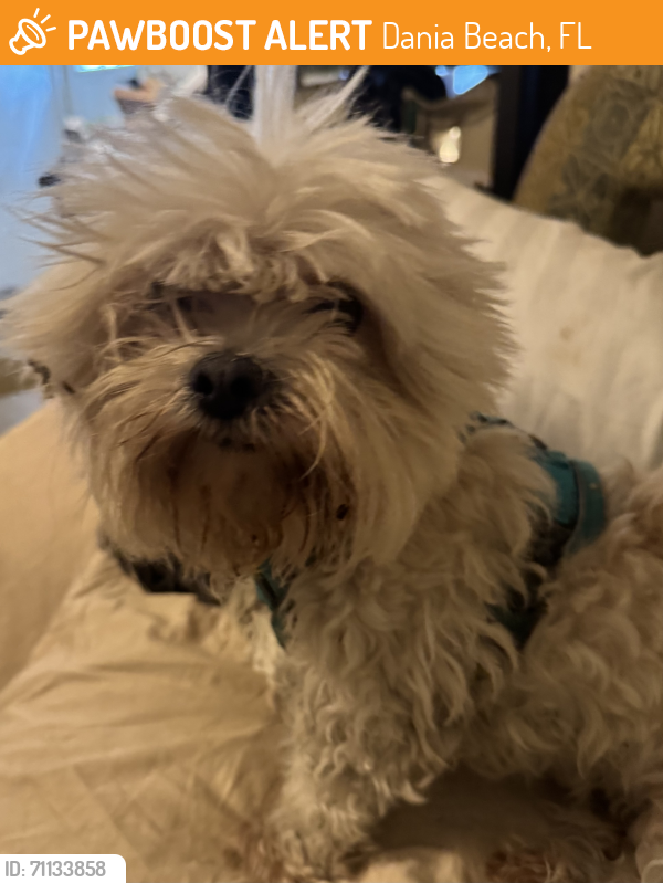 Dania Beach, FL Stray Male Dog Found Near Picked Snow from Dania Beach ...