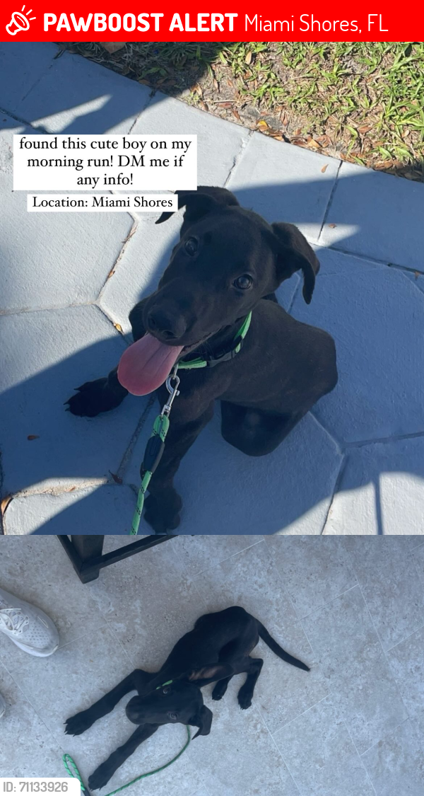 Miami Shores, FL Lost Male Dog, Unknown Is Missing | PawBoost