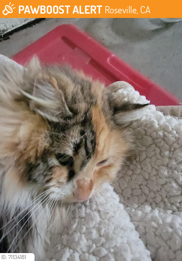 Roseville, CA Stray Cat Found Near Pfe and Pinehurst | PawBoost