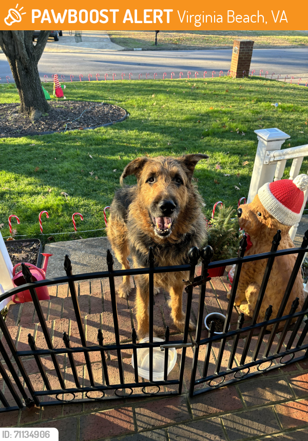 Virginia Beach, VA Stray Male Dog Found Near Elson Green | PawBoost