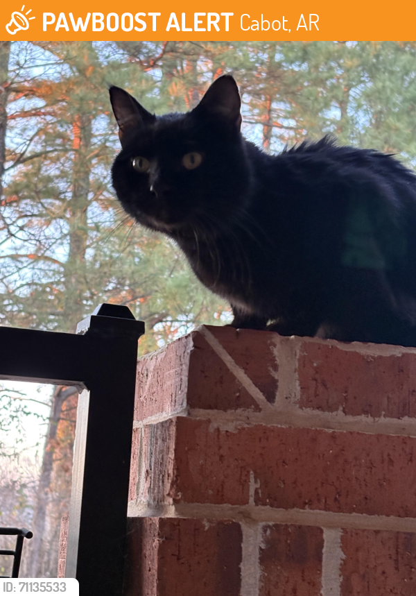 Cabot, AR Stray Cat Found Near Bill foster hwy and 89 | PawBoost