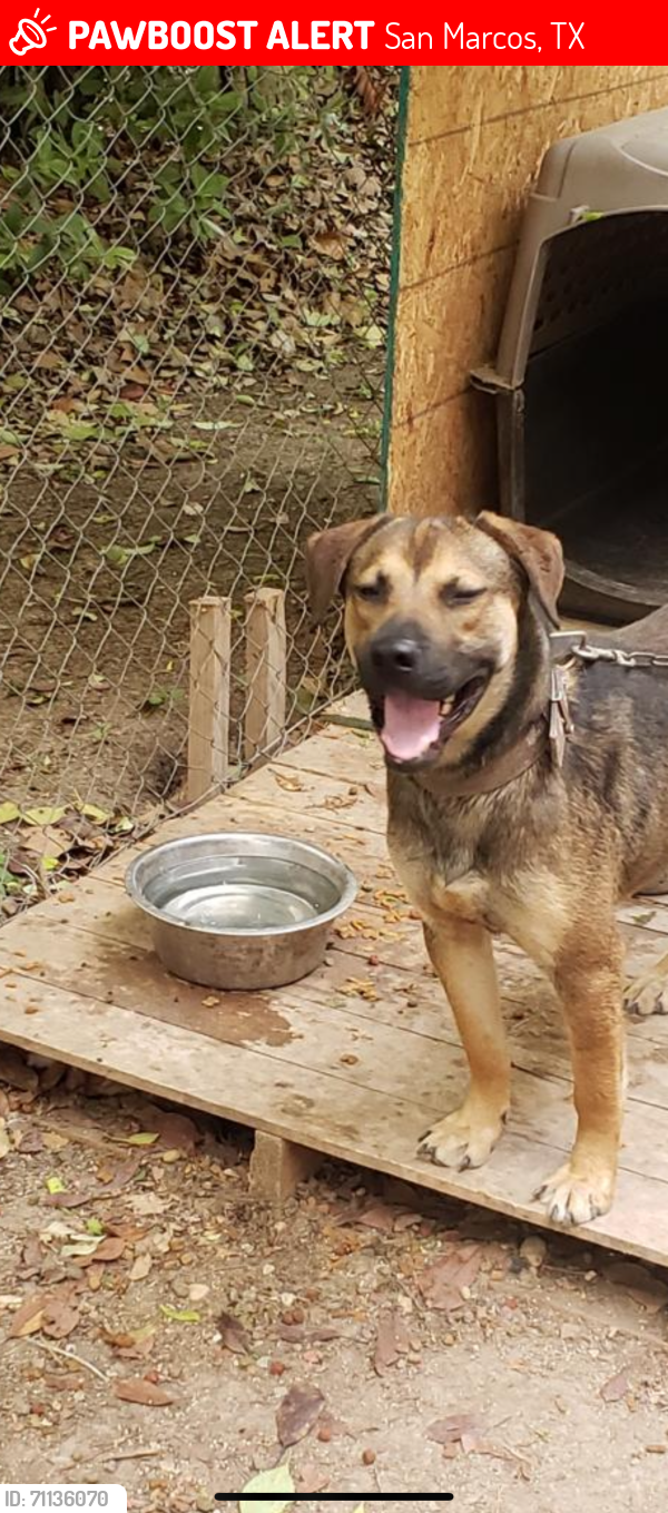San Marcos, TX Lost Male Dog, Max Is Missing | PawBoost