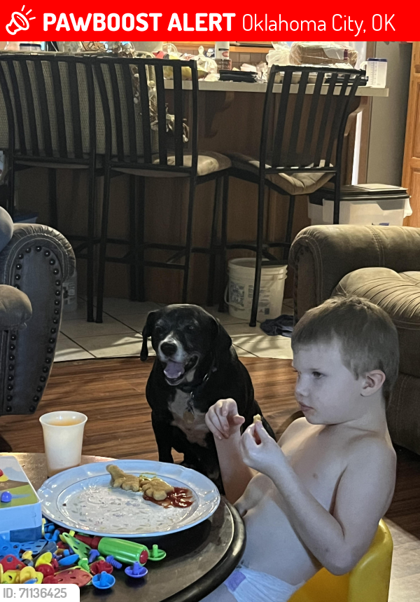 Oklahoma City, OK Lost Male Dog, Perkins Is Missing | PawBoost