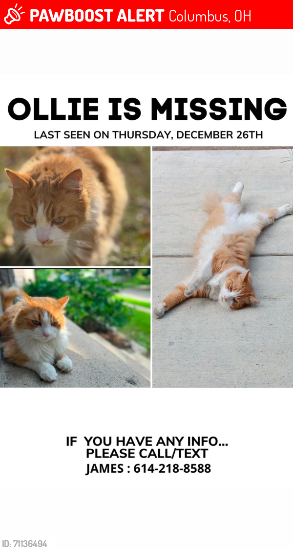 Columbus, OH Lost Male Cat, Ollie Is Missing | PawBoost