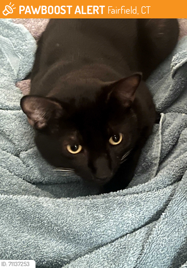 Fairfield, CT Stray Cat Found Near Fairfield Woods Rd and Lockwood Rd ...