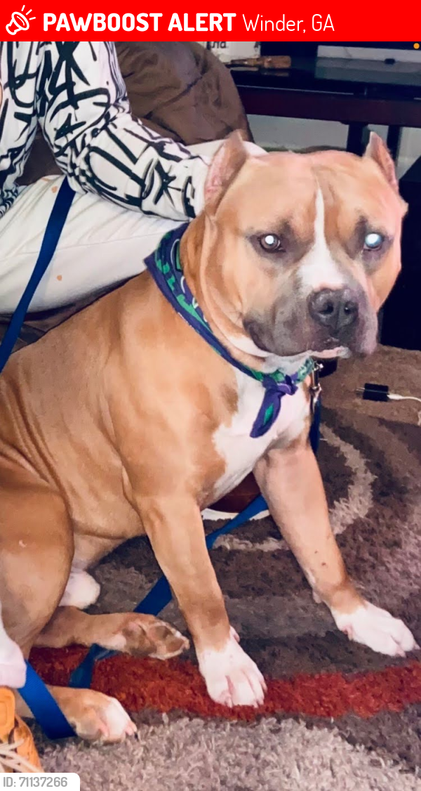 Winder, GA Lost Male Dog, Knowledge Is Missing | PawBoost