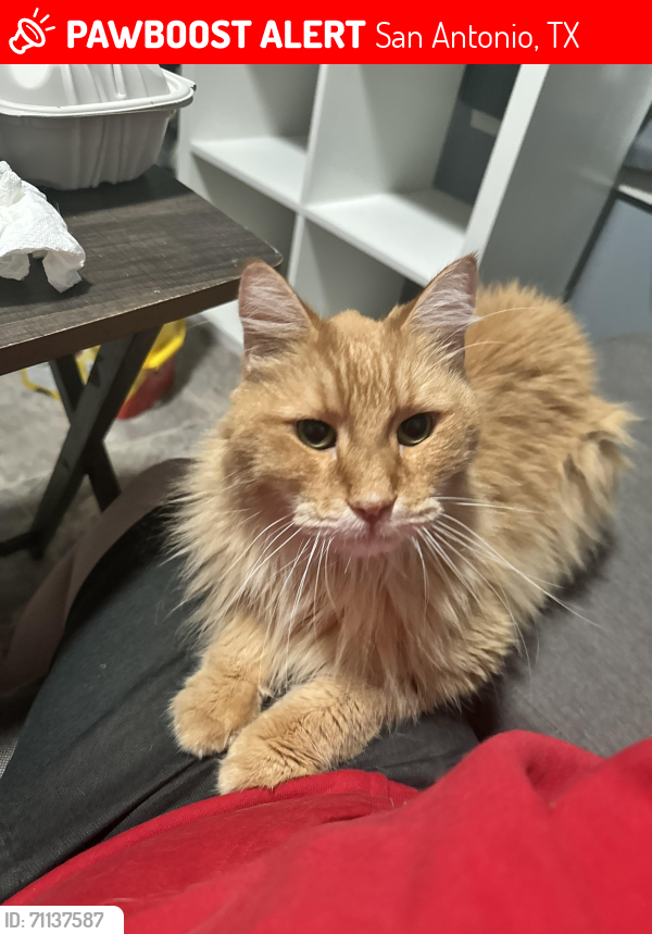 San Antonio, TX Lost Male Cat, Cooper Is Missing | PawBoost