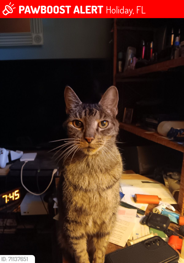 Holiday, FL Lost Male Cat, Moo moo Is Missing | PawBoost