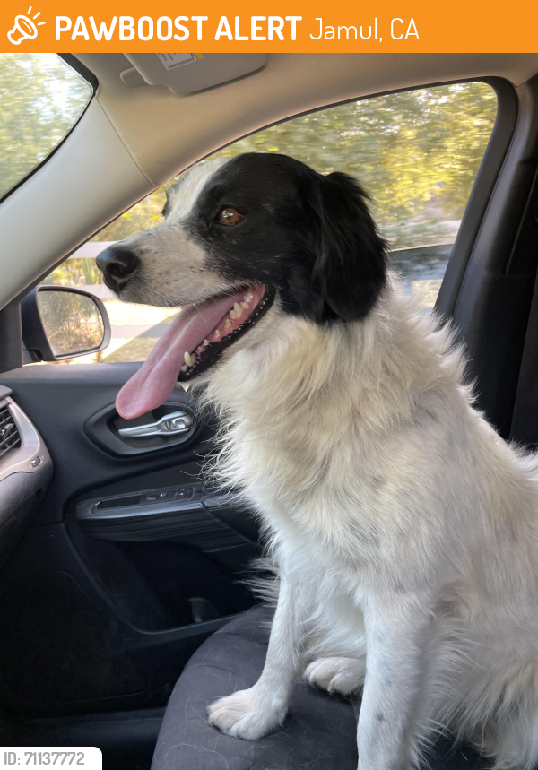Jamul, CA Stray Male Dog Found Near Lyons valleys road | PawBoost