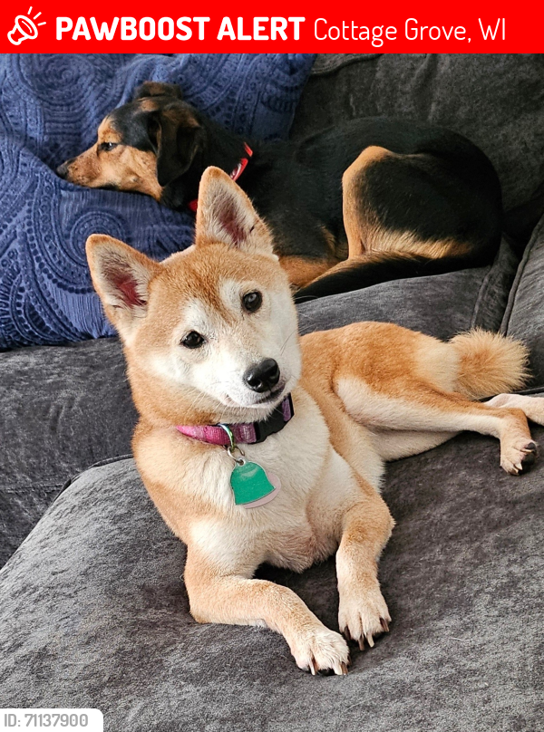 Cottage Grove, WI Lost Female Dog, Mickey Is Missing | PawBoost