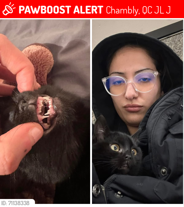 Chambly, QC Lost Female Cat, Cigarette Is Missing | PawBoost
