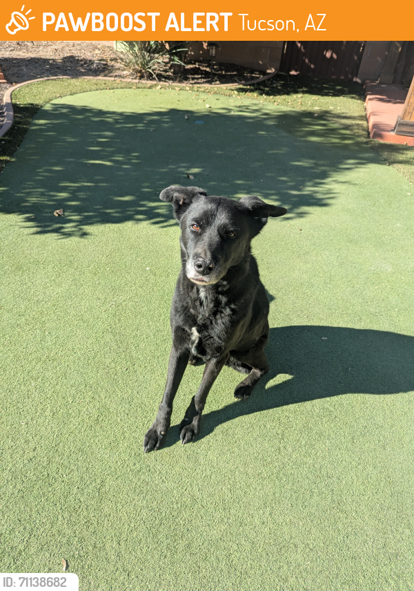 Tucson, AZ Stray Male Dog Found Near Elm & Tucson | PawBoost