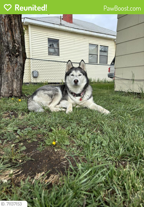 Reunited Female Dog in Spokane, WA 99202 (ID: 71137153) | PawBoost