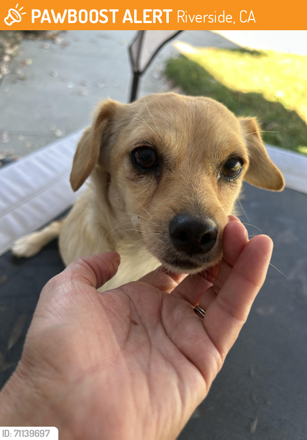 Rehomed Female Dog in Riverside, CA 92502 (ID: 71139697) | PawBoost