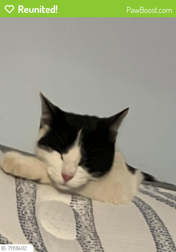 Reunited Female Cat in Nitro, WV 25143 (ID: 71118402) | PawBoost