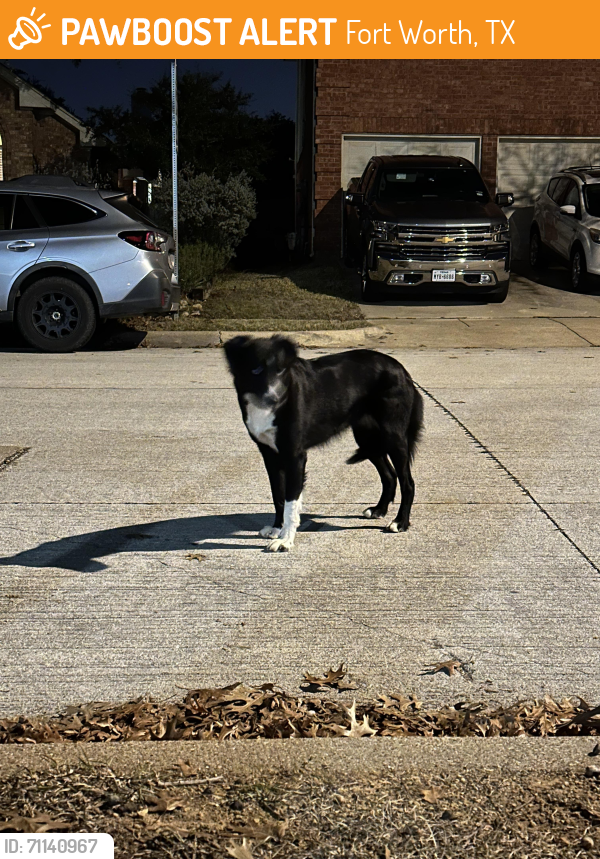 Fort Worth, TX Stray Dog Found Near Park Glen and Glen Canyon | PawBoost