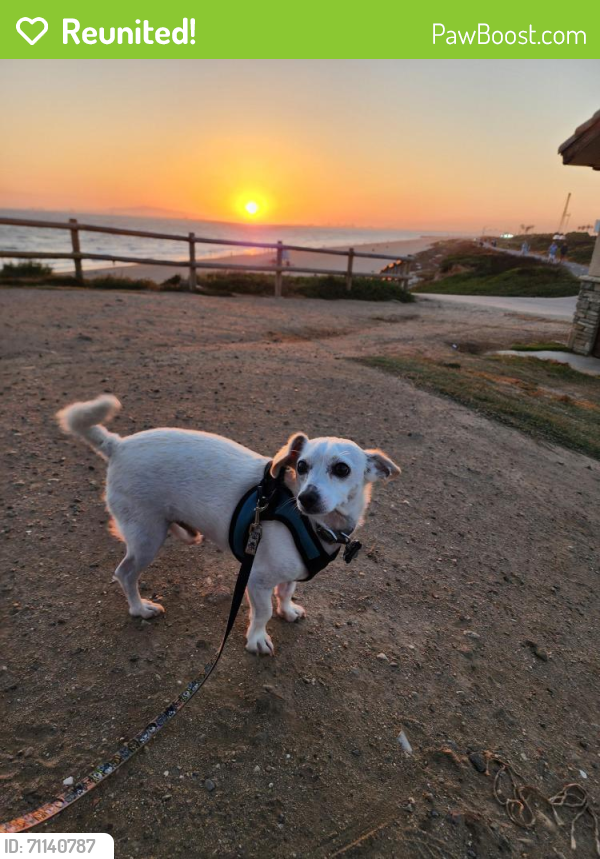 Reunited Male Dog in Riverside, CA 92505 (ID: 71140787) | PawBoost