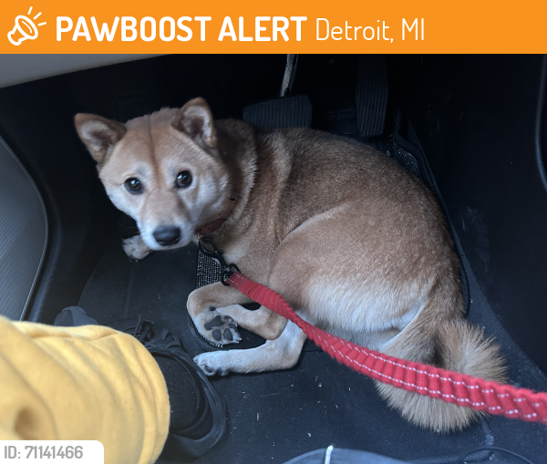 Southfield, MI Stray Female Dog Found Near 91/2 and greenfield | PawBoost