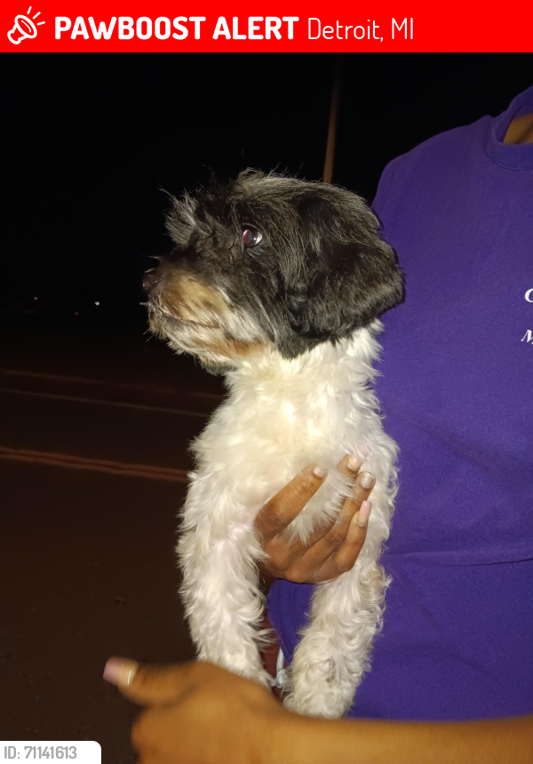 Detroit, MI Lost Dog, October Is Missing | PawBoost