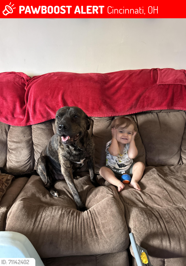 Cincinnati, OH Lost Female Dog, Molly Is Missing | PawBoost