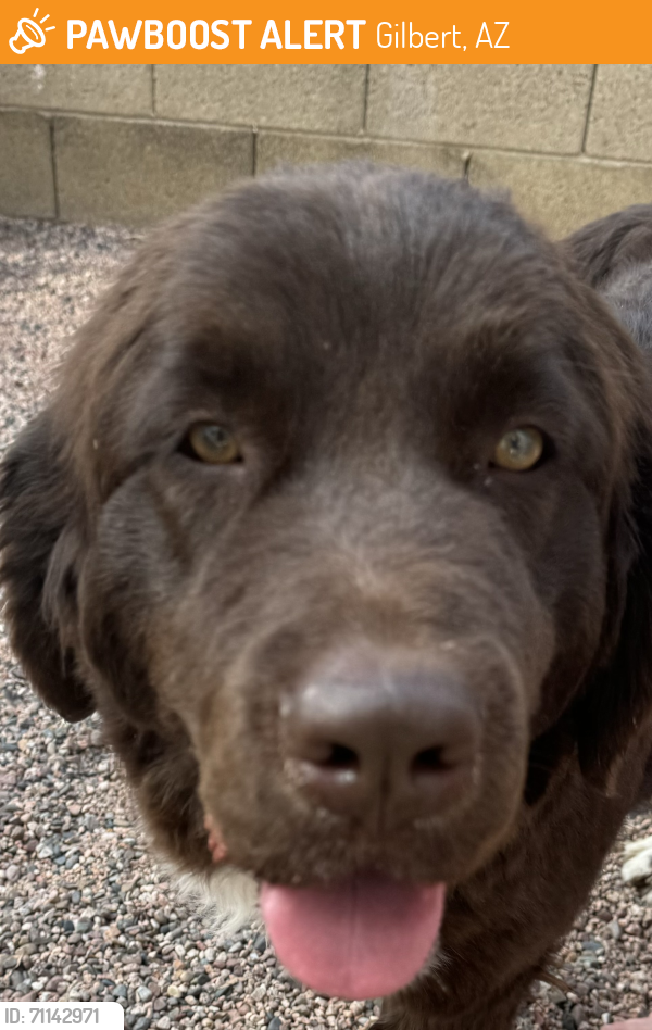 Gilbert, AZ Stray Female Dog Found Near Lindsay and Baseline | PawBoost