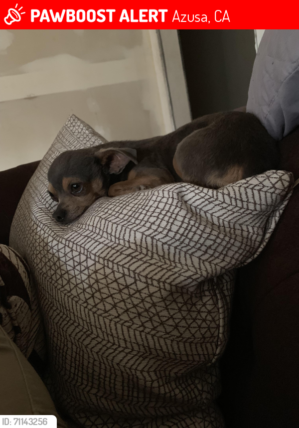Azusa, CA Lost Male Dog, Rocko Is Missing | PawBoost