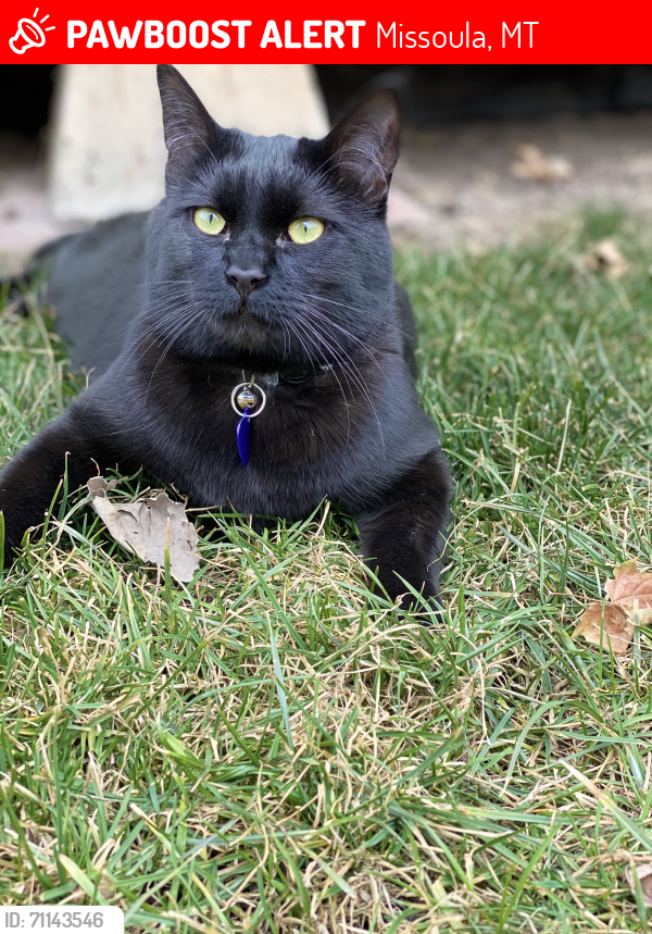 Missoula, MT Lost Male Cat, Diesel Is Missing | PawBoost