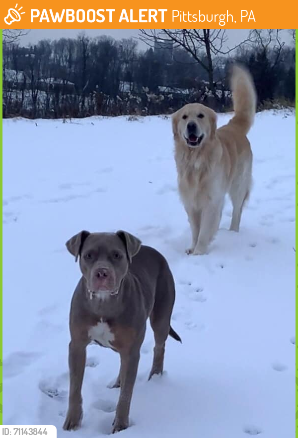 Pittsburgh, PA Stray Dog Found Near Geyer Road Extension, Pittsburgh ...