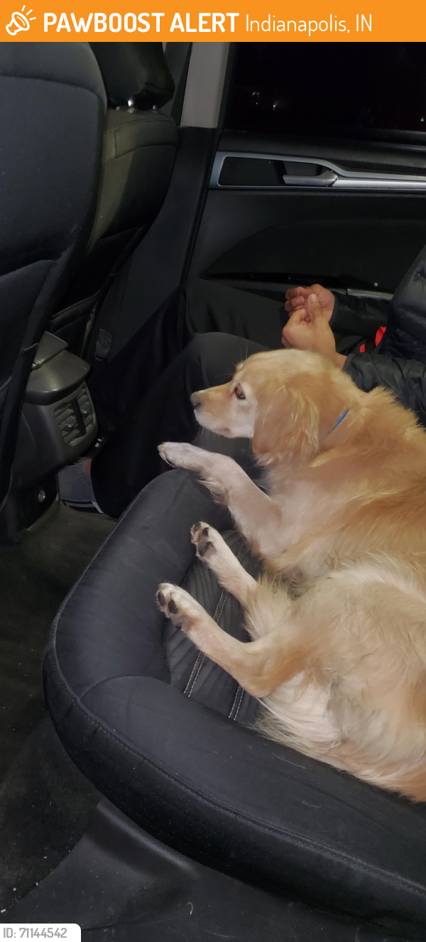 Indianapolis, IN Stray Male Dog Found Near 46th and Shadeland | PawBoost