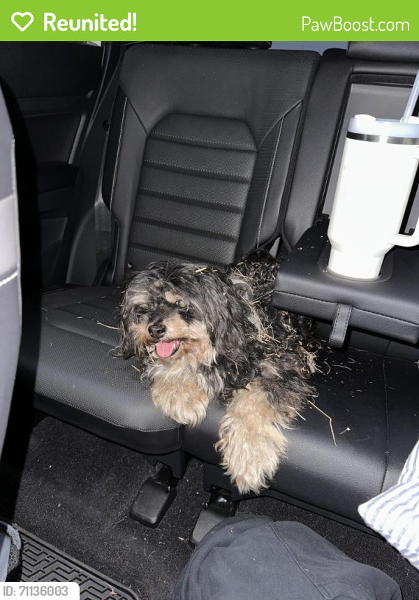 Reunited Dog in Scottsdale, AZ 85257 (ID: 71136003) | PawBoost