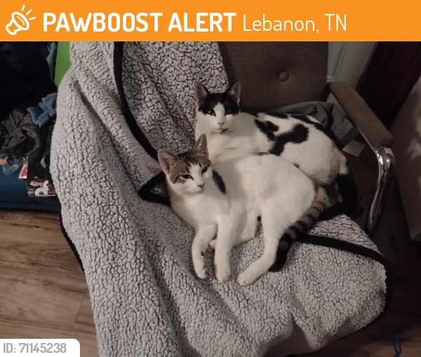 Lebanon, TN Stray Cat Found Near J&D Equipment Hauling, Lebanon, TN ...