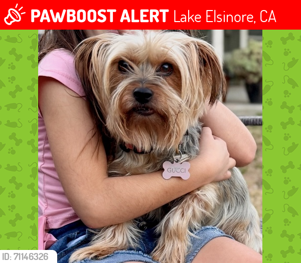 Lake Elsinore, CA Lost Female Dog, Gucci Is Missing | PawBoost