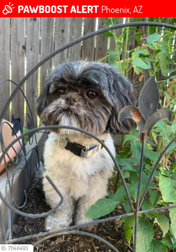 Phoenix, AZ Lost Male Dog, Harlow (bubba) Is Missing | PawBoost