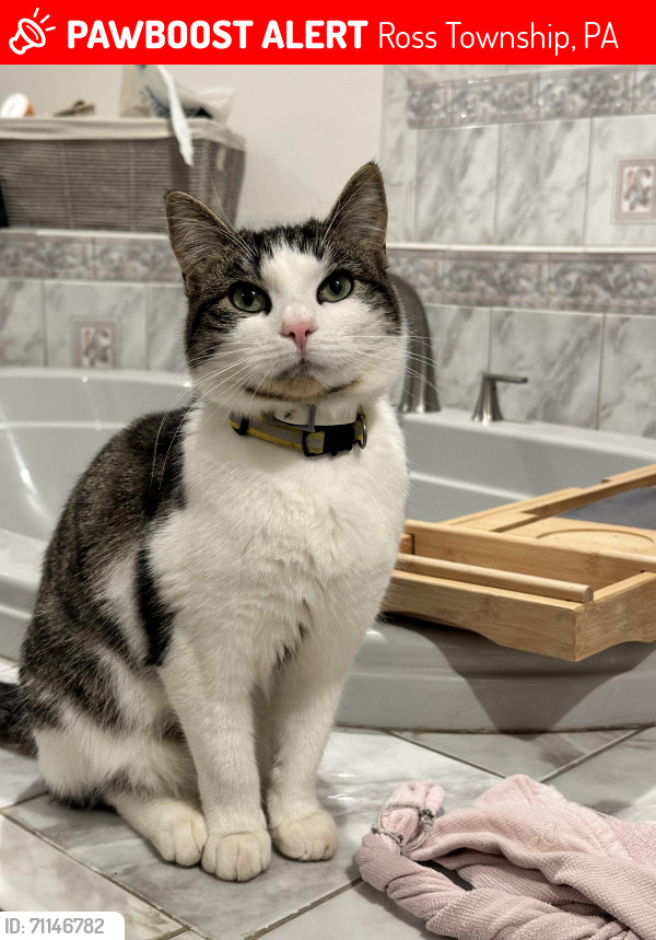 Deceased Female Cat in Ross Township, PA 18353 (ID: 71146782) | PawBoost
