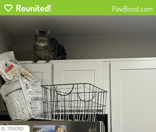 Reunited Male Cat in Bellevue, WA 98006 (ID: 71115783) | PawBoost