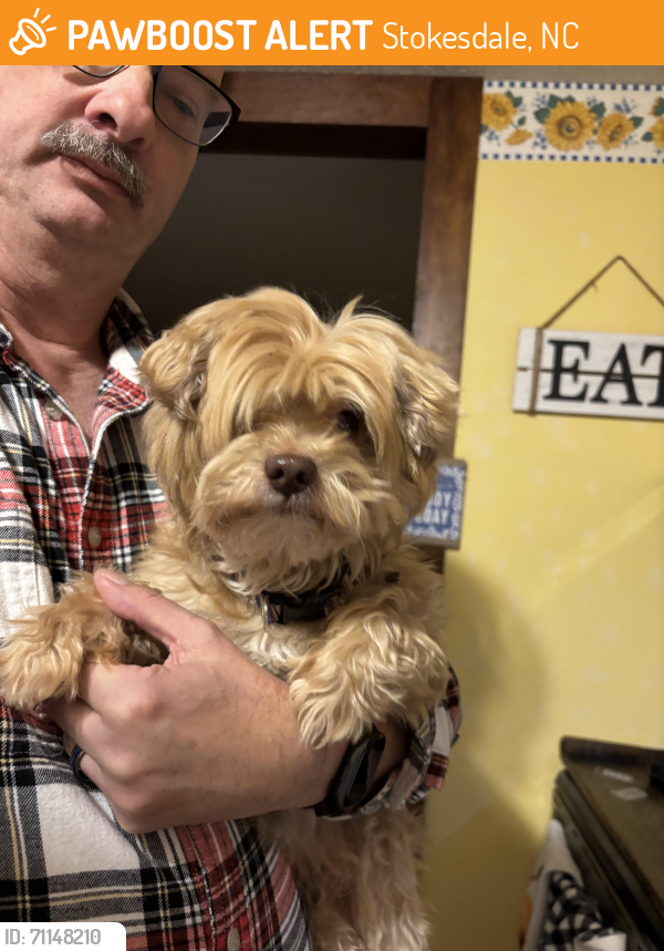 Stokesdale, NC Stray Male Dog Found Near Oak Ridge NC | PawBoost