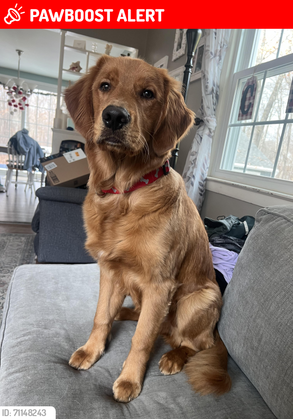 West Springfield, MA Lost Male Dog, Remi Is Missing | PawBoost