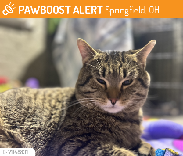Springfield, OH Stray Male Cat Found Near North limestone | PawBoost
