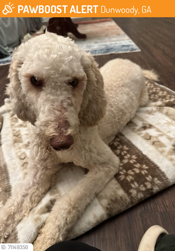 Dunwoody, GA Stray Female Dog Found Near Chamblee Dunwoody rd | PawBoost