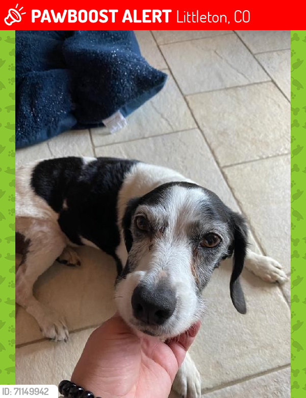 Littleton, CO Lost Female Dog, Chloe Is Missing | PawBoost