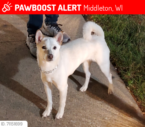 Middleton, WI Lost Female Dog, Molly Is Missing | PawBoost