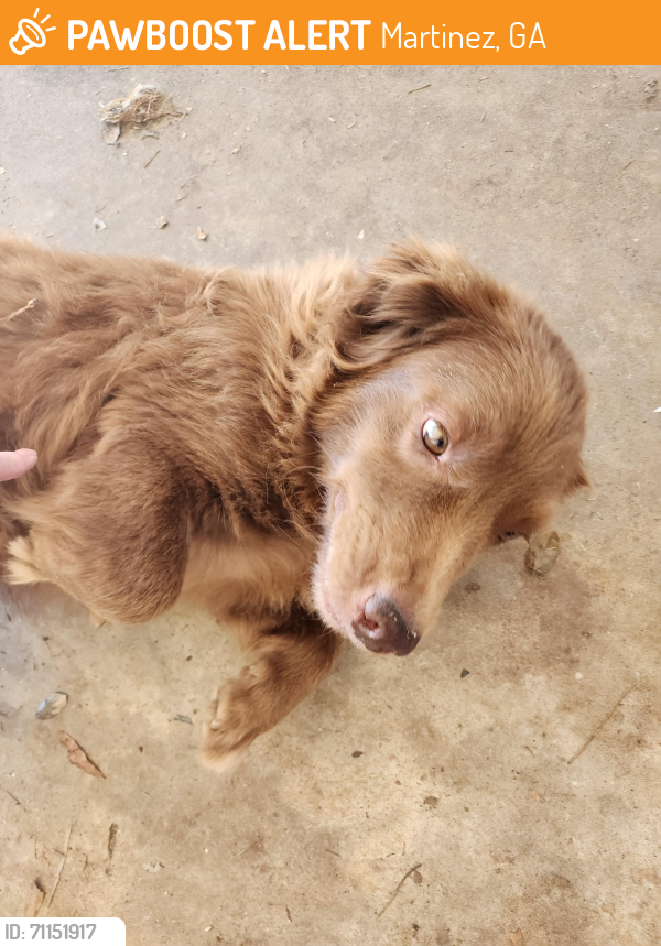 Martinez, GA Stray Female Dog Found Near Cokesbury Ct and Columbia Rd ...