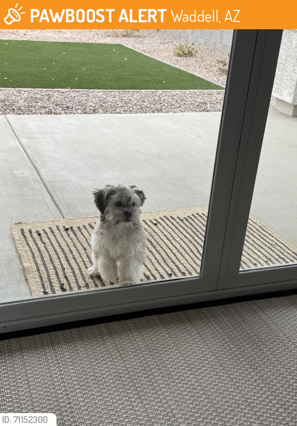 Waddell, AZ Stray Dog Found Near Citrus and Olive | PawBoost