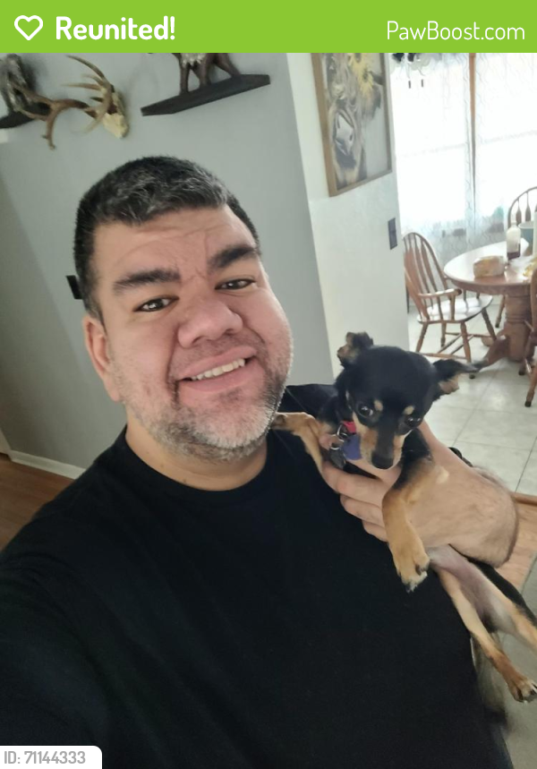 Reunited Female Dog in St. Louis, MO 63125 (ID: 71144333) | PawBoost