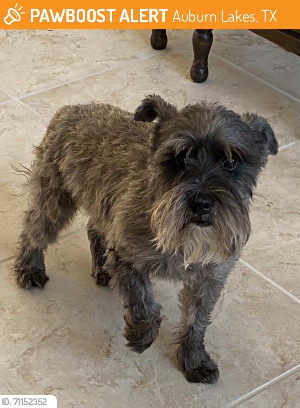 Auburn Lakes, TX Stray Male Dog Found Near Rayford and Northcrest ...