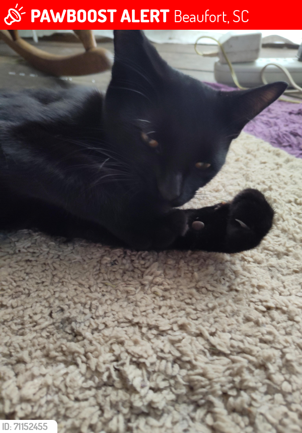 Beaufort, SC Lost Male Cat, Ace Is Missing | PawBoost