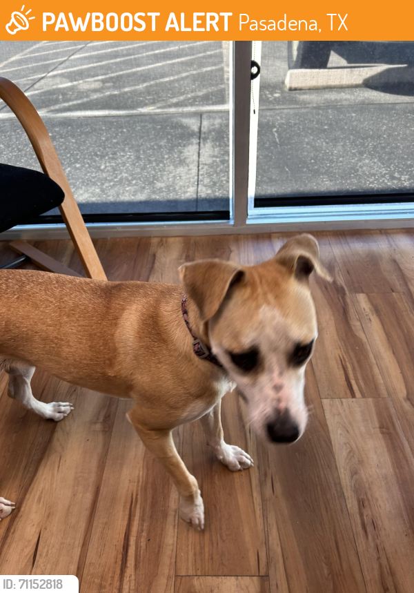 Pasadena, TX Stray Female Dog Found Near Burke Rd/Crenshaw park | PawBoost